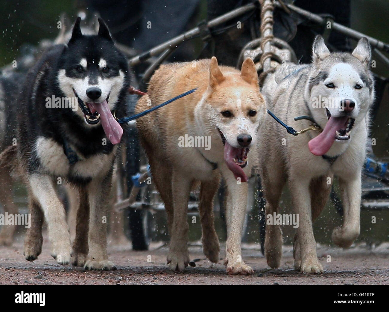 Husky club rally hi-res stock photography and images - Alamy