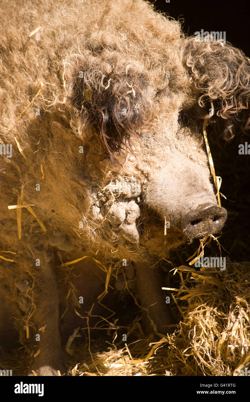 Curly haired pig hi-res stock photography and images - Alamy