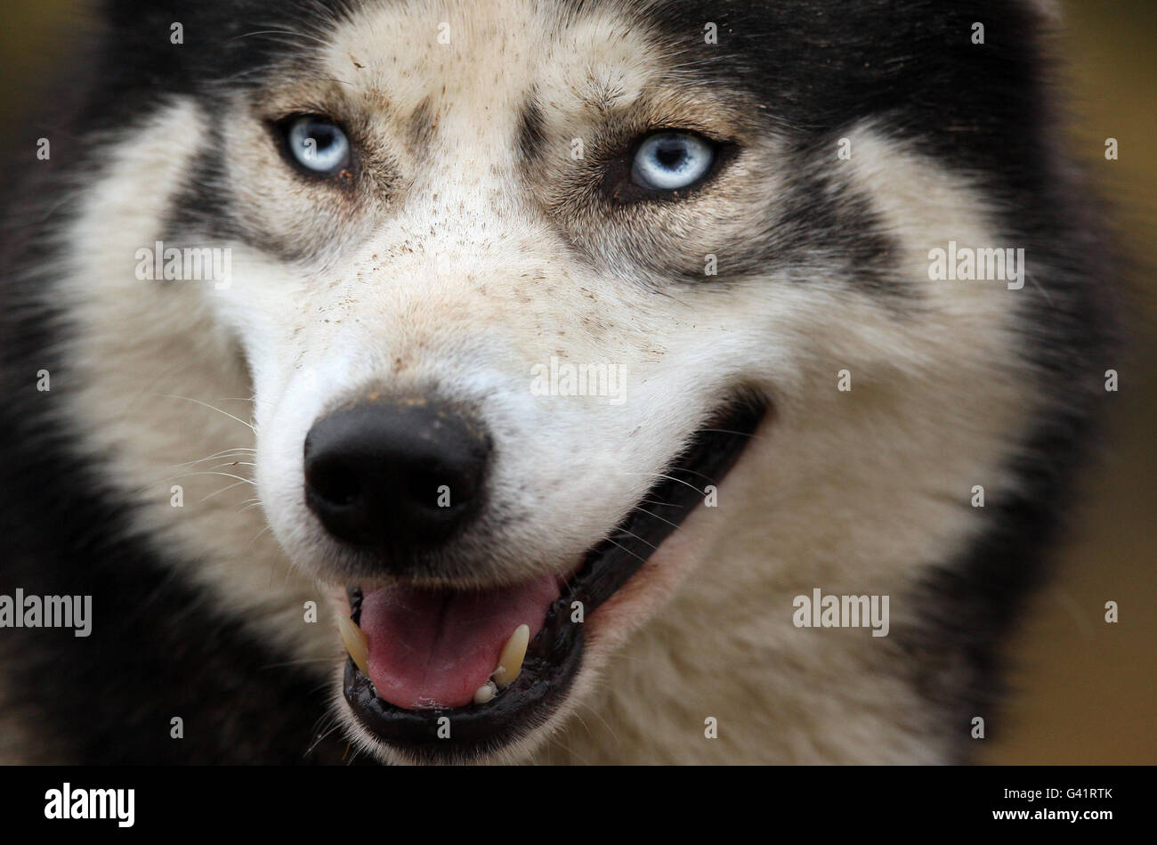 A husky at the annual rally organised by the Siberian Husky Club of ...