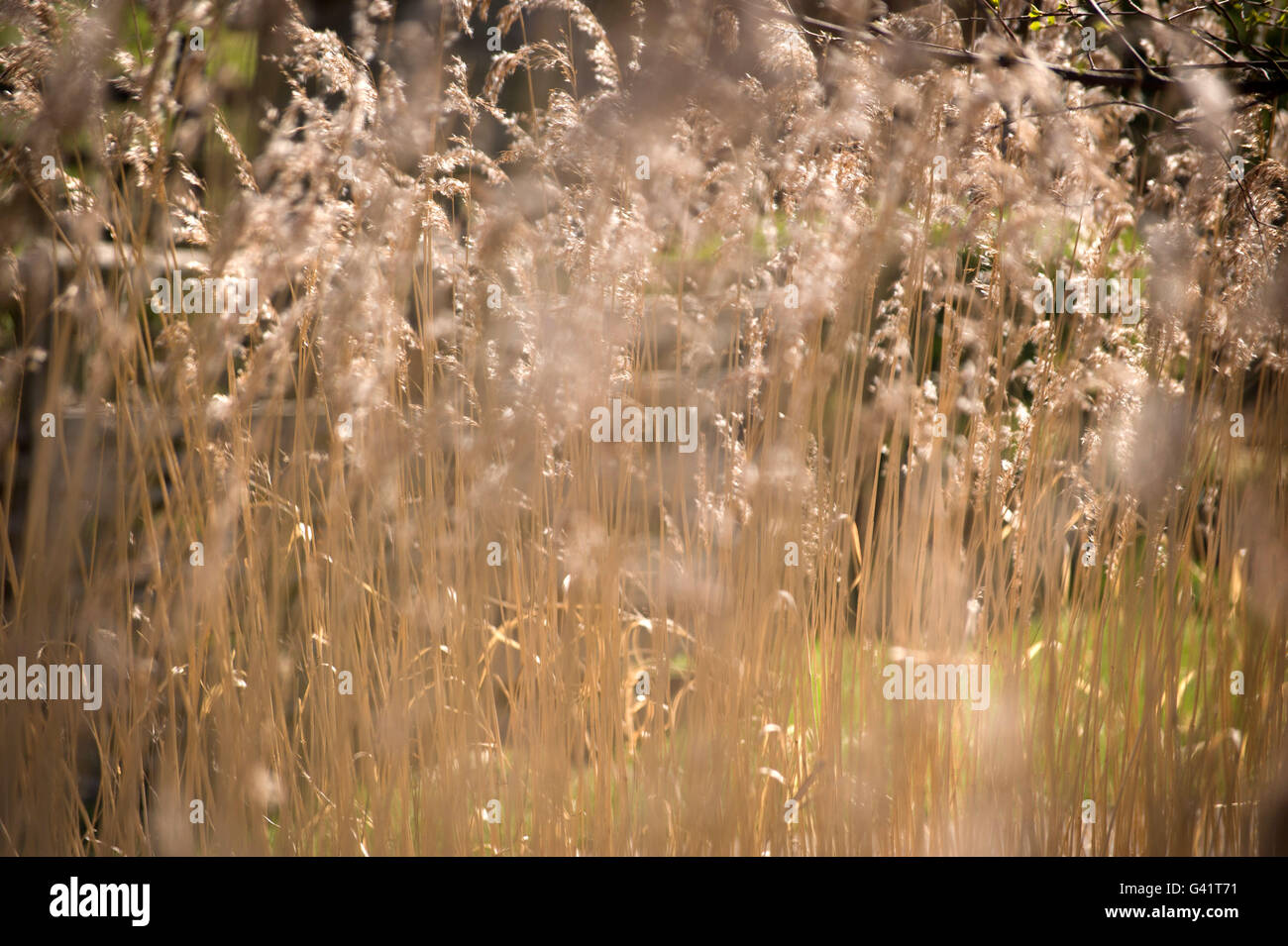 Field dry tall grass hi-res stock photography and images - Alamy
