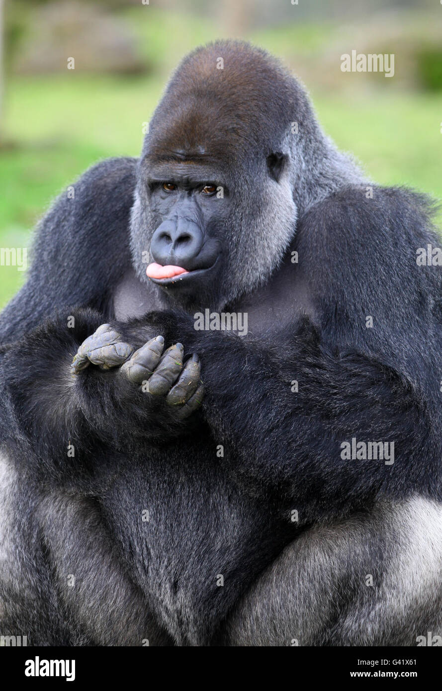 Gorilla walks like a man Stock Photo - Alamy