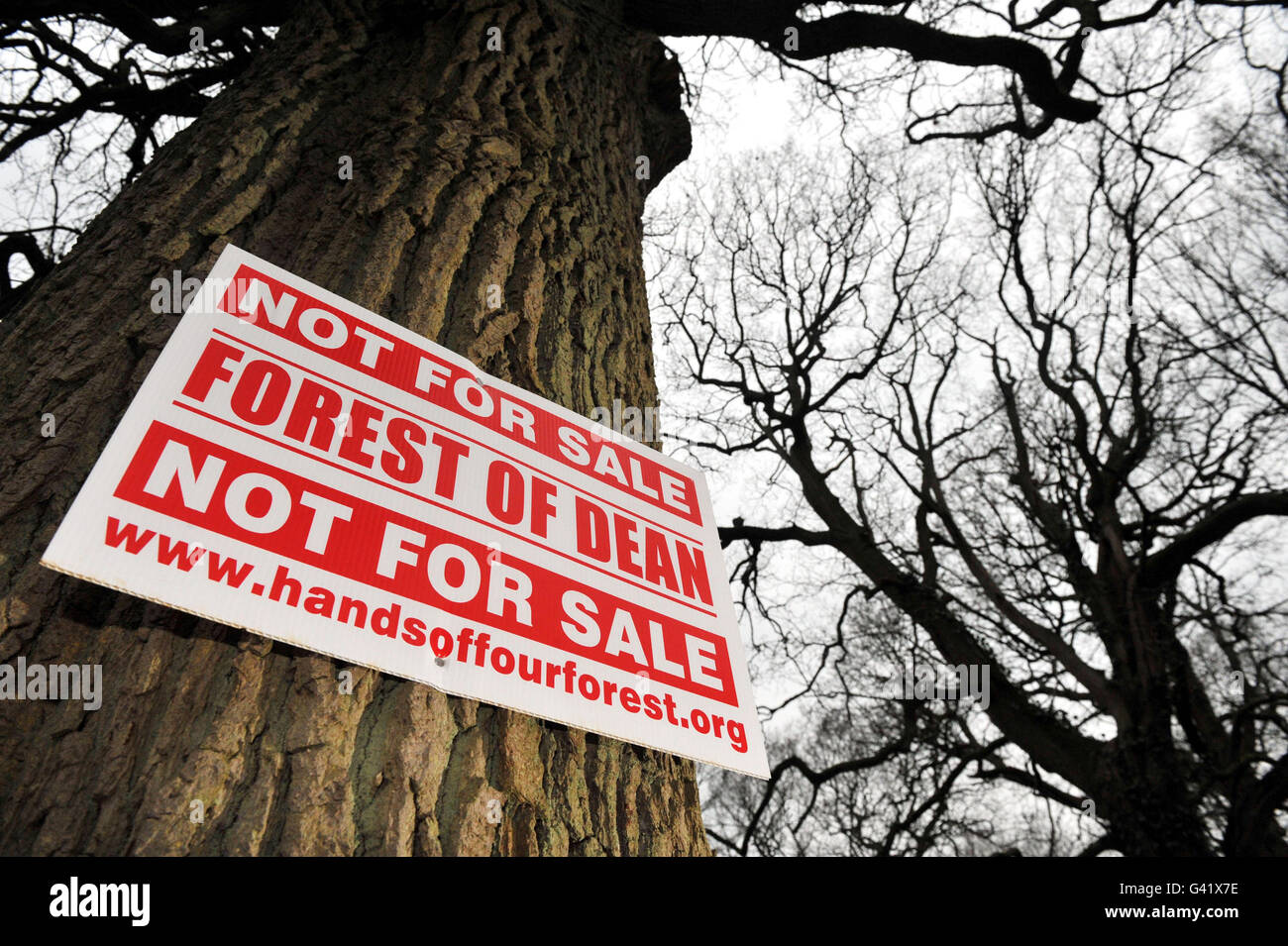 A protest sign is seen on a tree in the Forest of Dean, Gloucestershire ...
