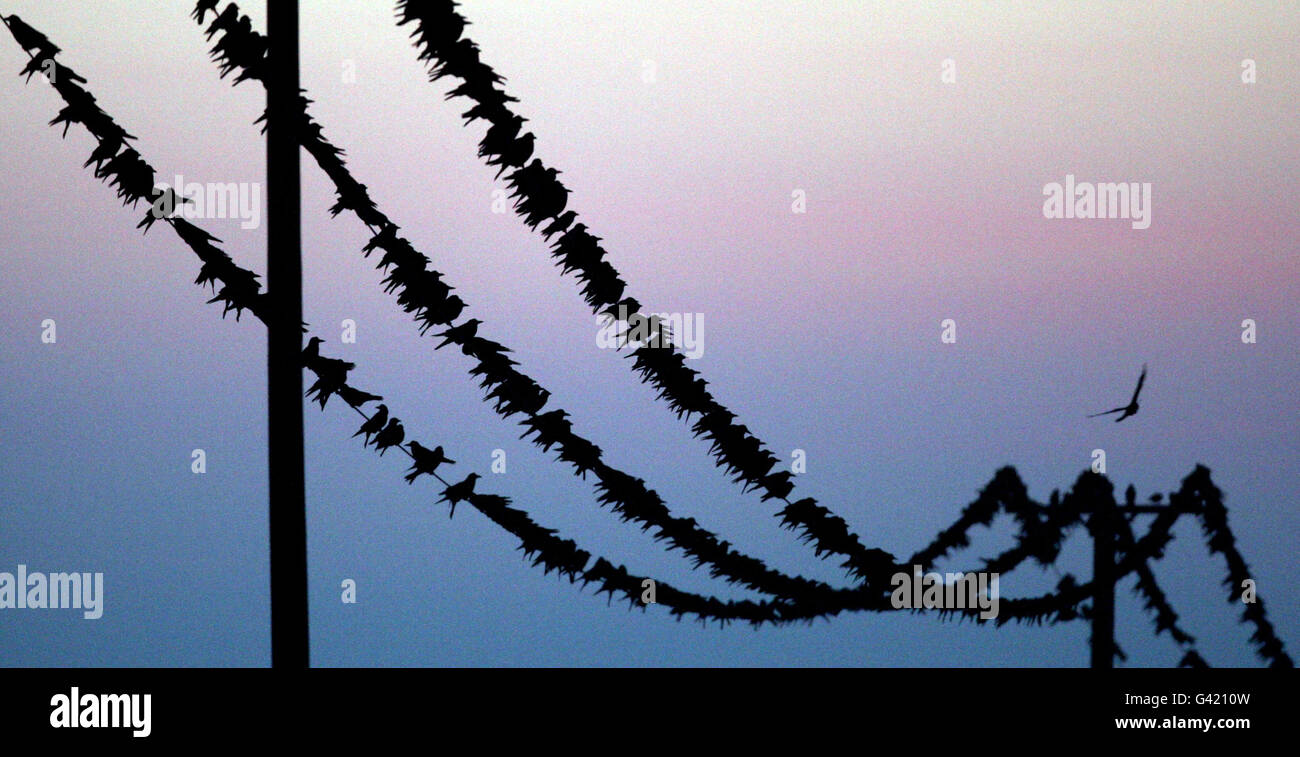 Crows rest on power cables before flying off to roost in trees near ...