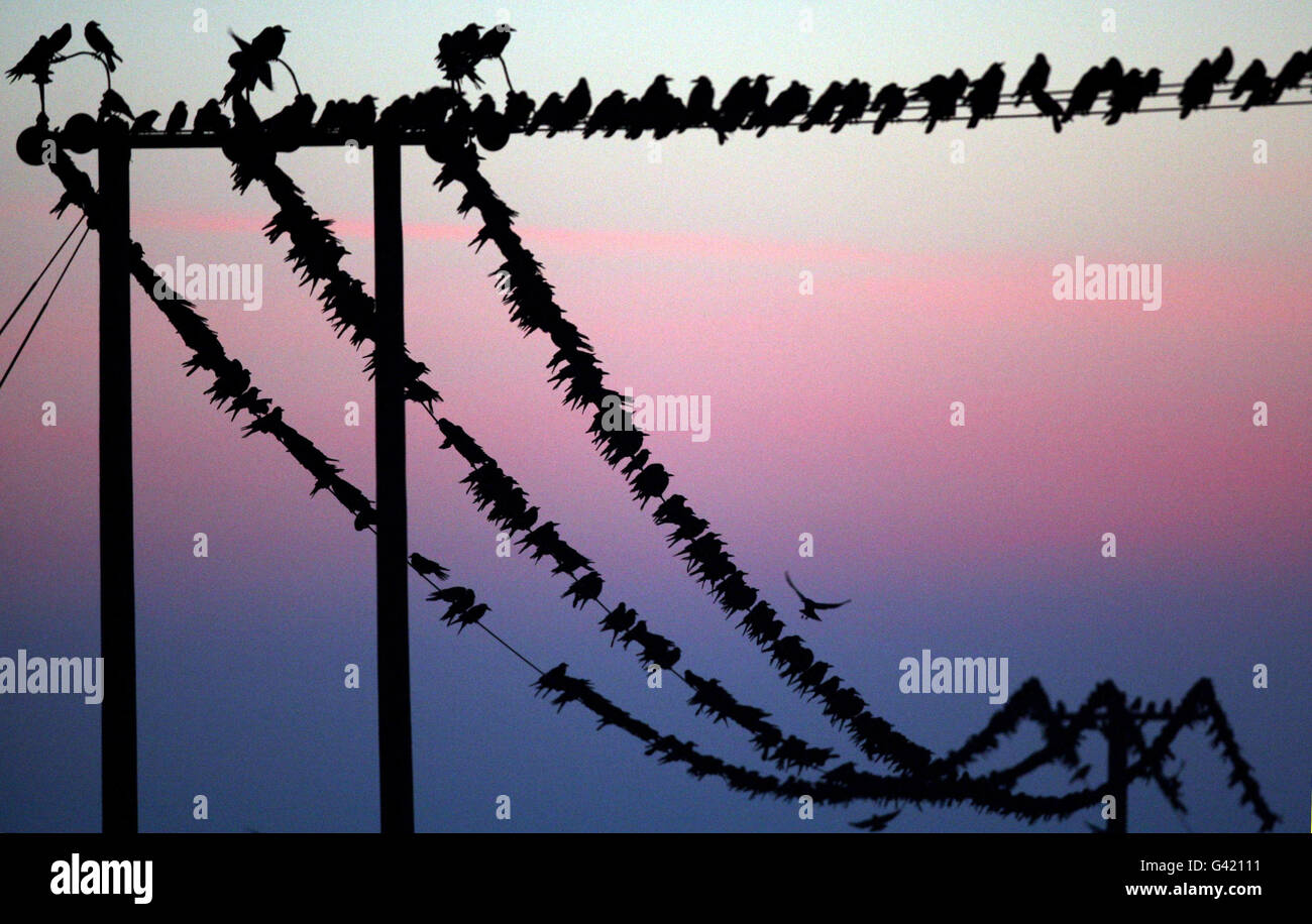 Crows rest on power cables before flying off to roost in trees near ...