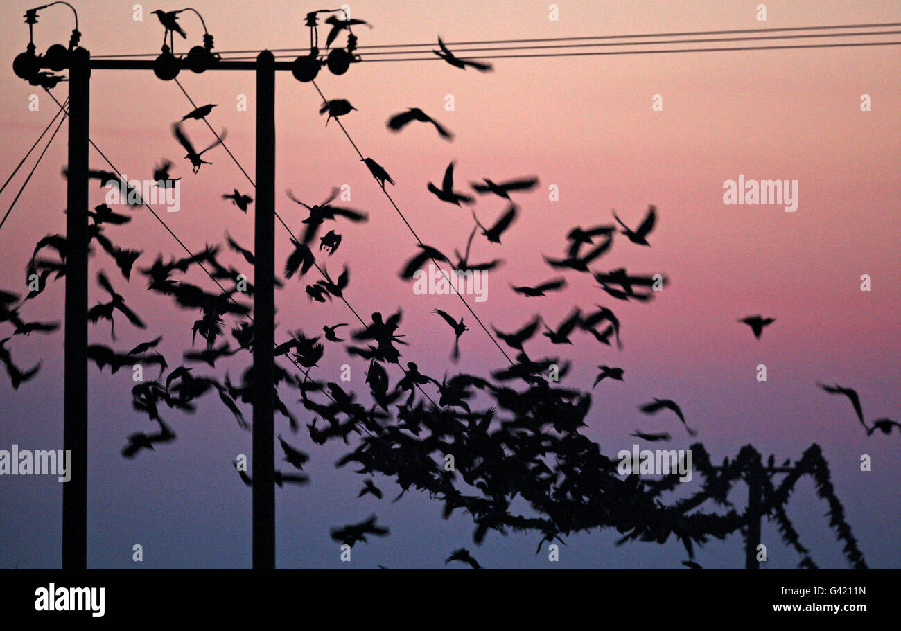 Crows rest on power cables before flying off to roost in trees near ...