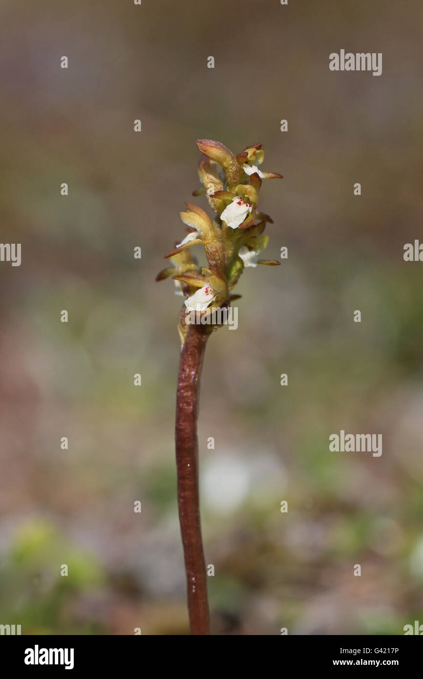 Coral root orchid hi-res stock photography and images - Alamy
