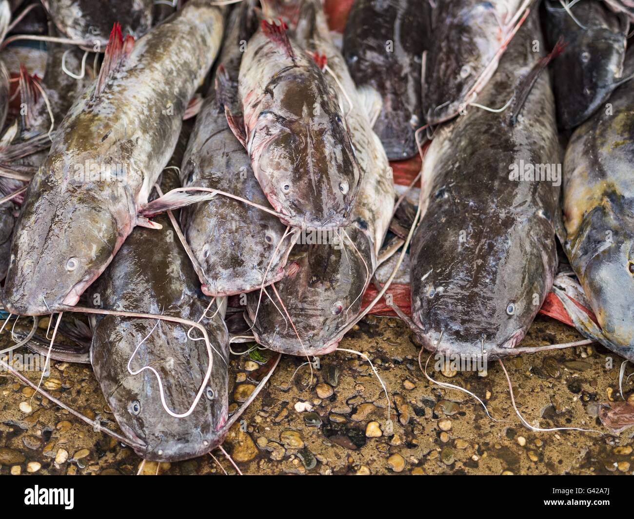 Mekong River Catfish