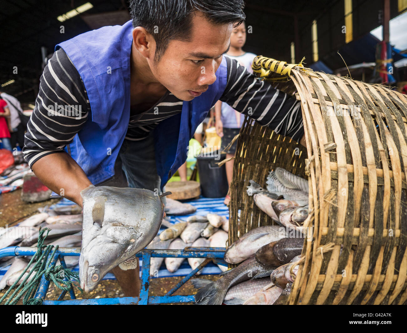 Pakse, Champasak, Laos. 16th June, 2016. A porter delivers fresh fish ...