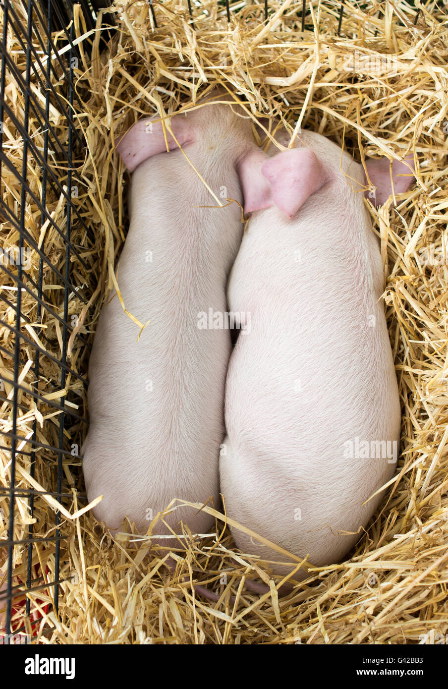 Two piglets lying in a bed of straw Stock Photo - Alamy