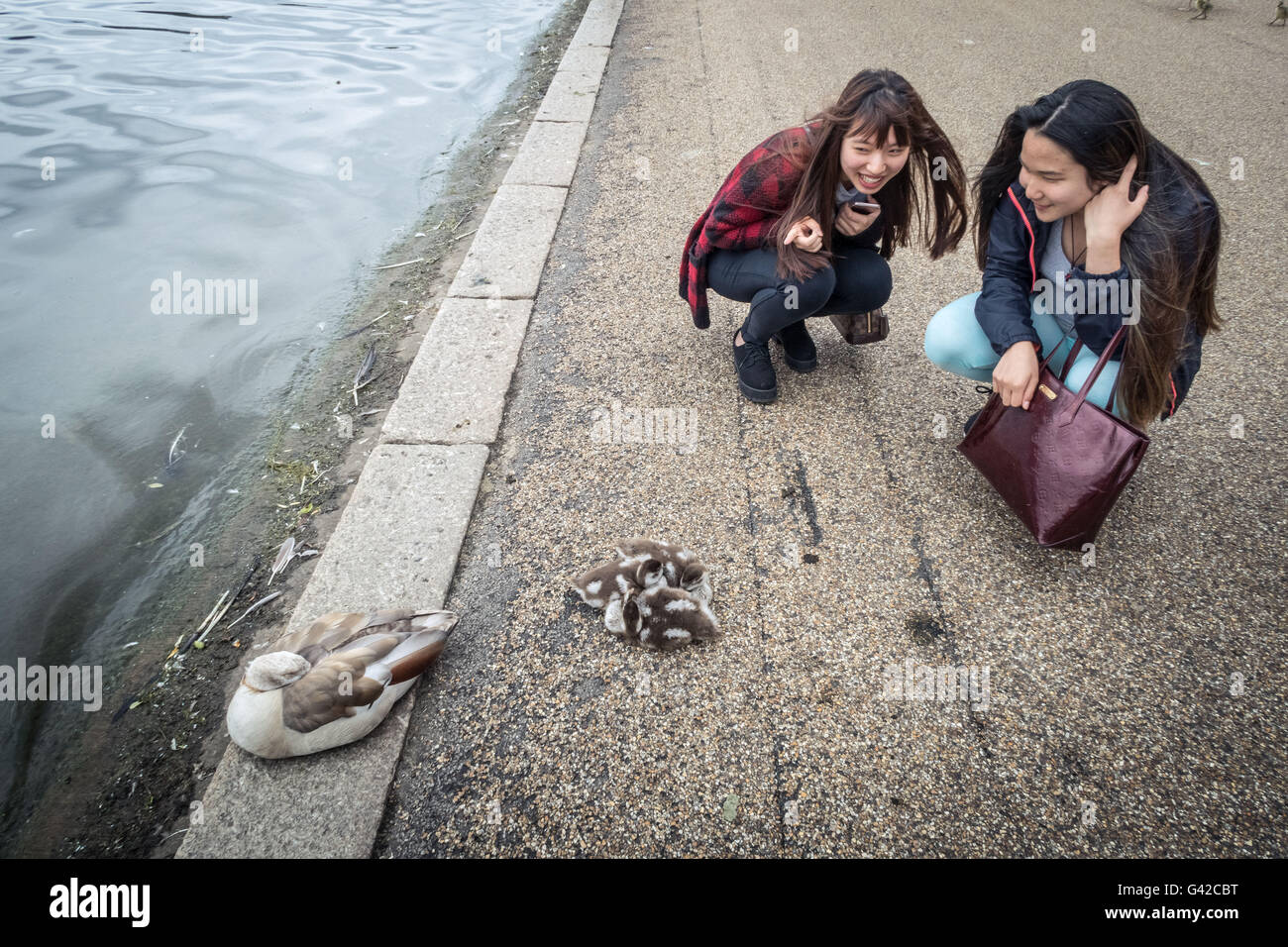 Egyptian goose london hi-res stock photography and images - Alamy