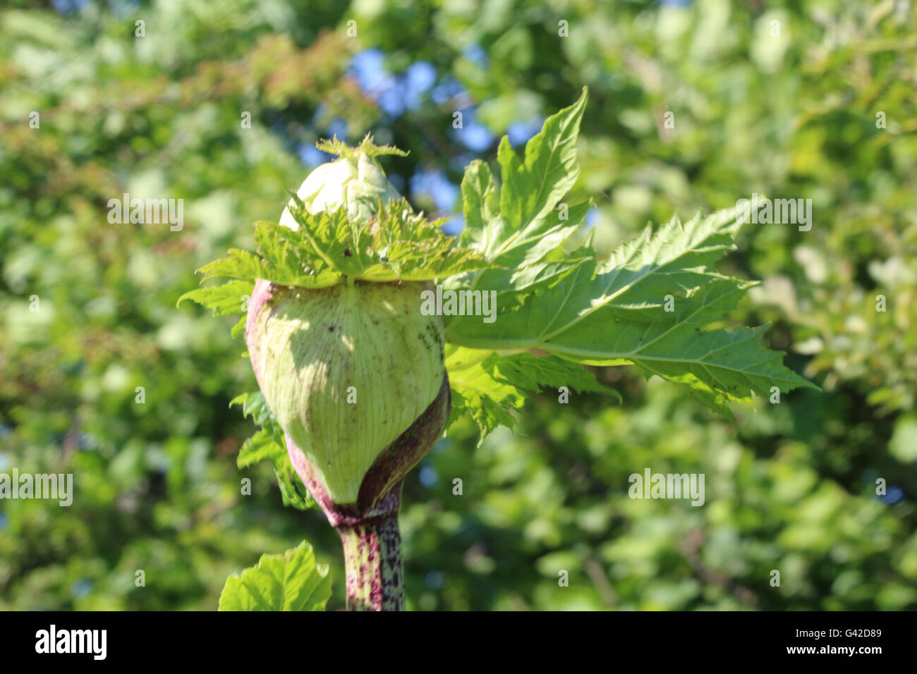 Giant hogweed plant invasive phototoxin hi-res stock photography and ...