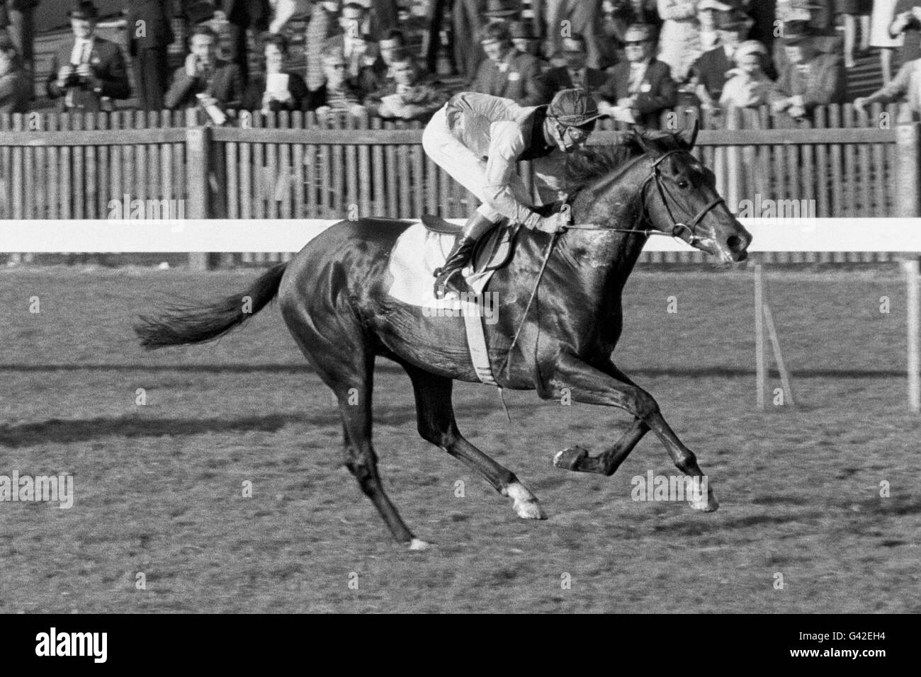 I am me horse Black and White Stock Photos & Images - Alamy