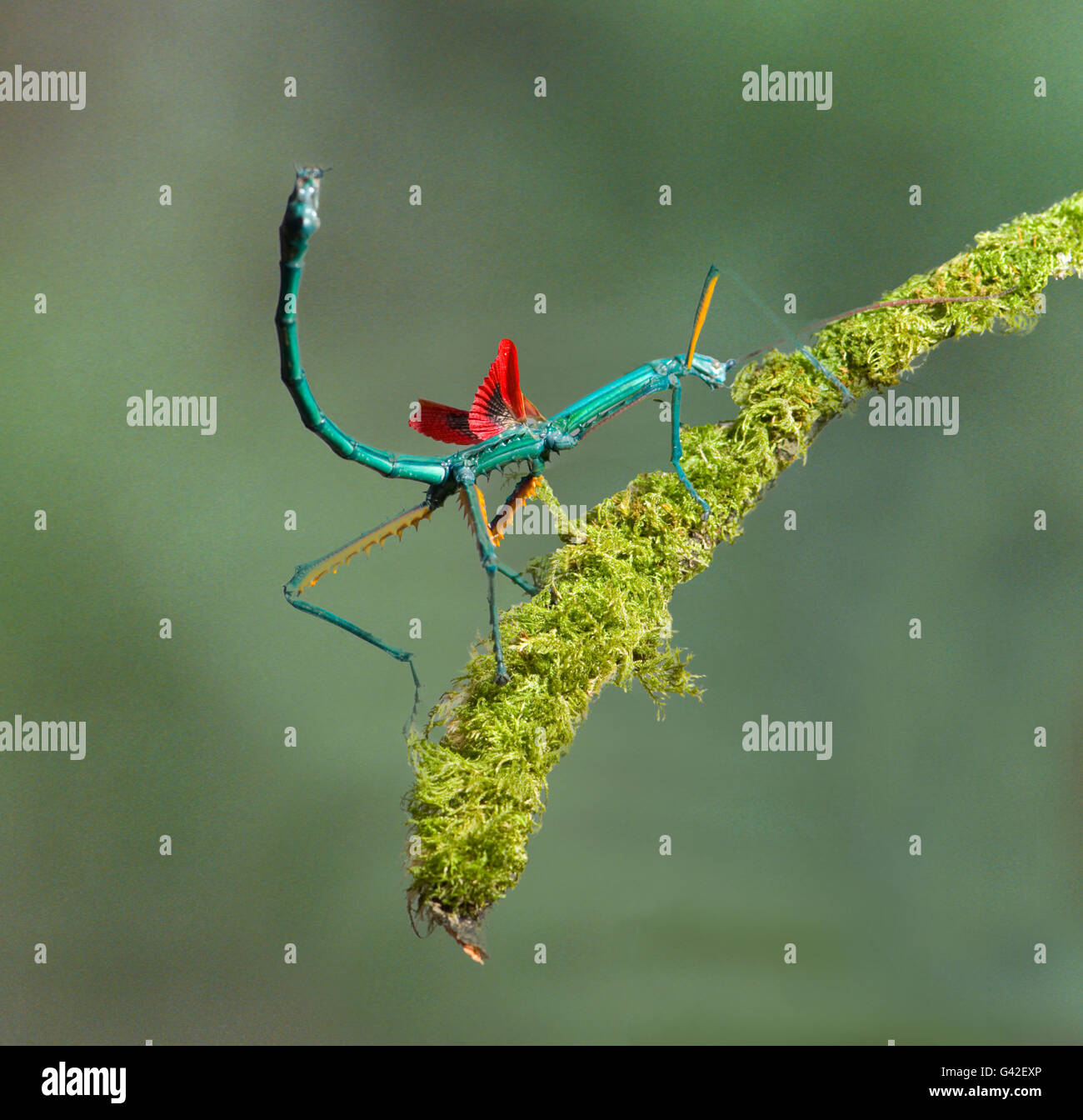 Male in spikes hi-res stock photography and images - Alamy