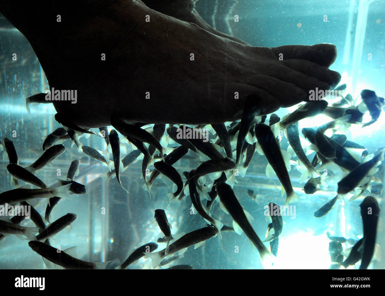 A toothless carp from turkey hi-res stock photography and images - Alamy