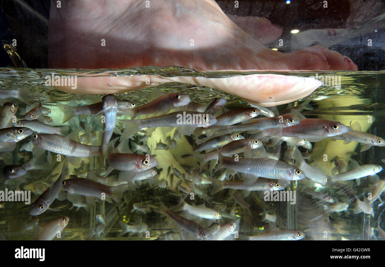 PHOTO A member of the public puts their feet into a tank of Garra Rufa ...