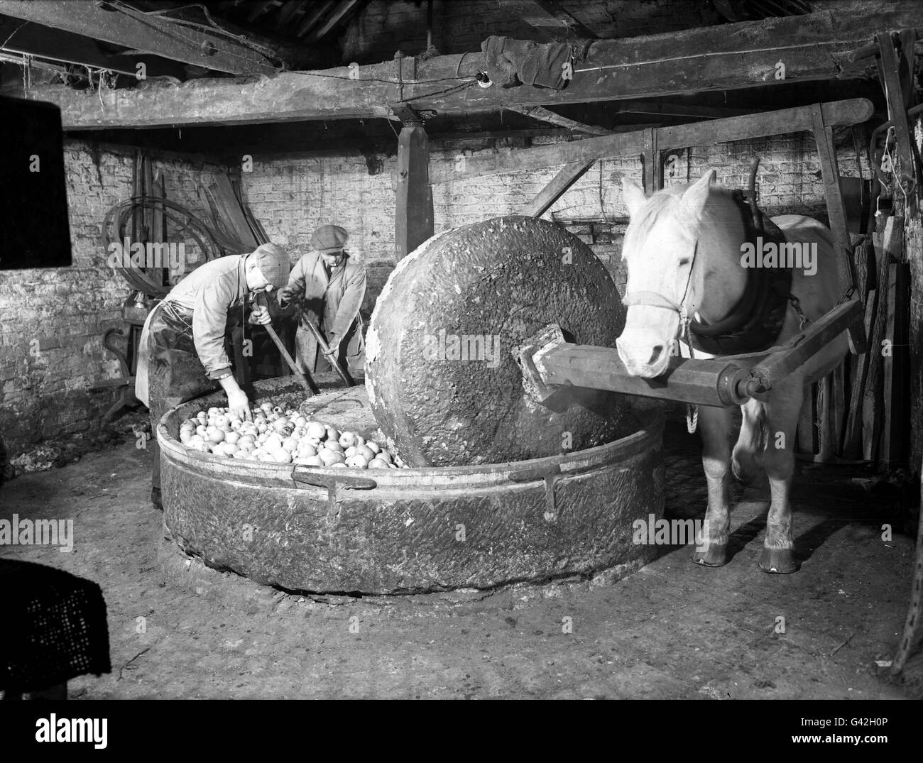 Crusher horse hi-res stock photography and images - Alamy