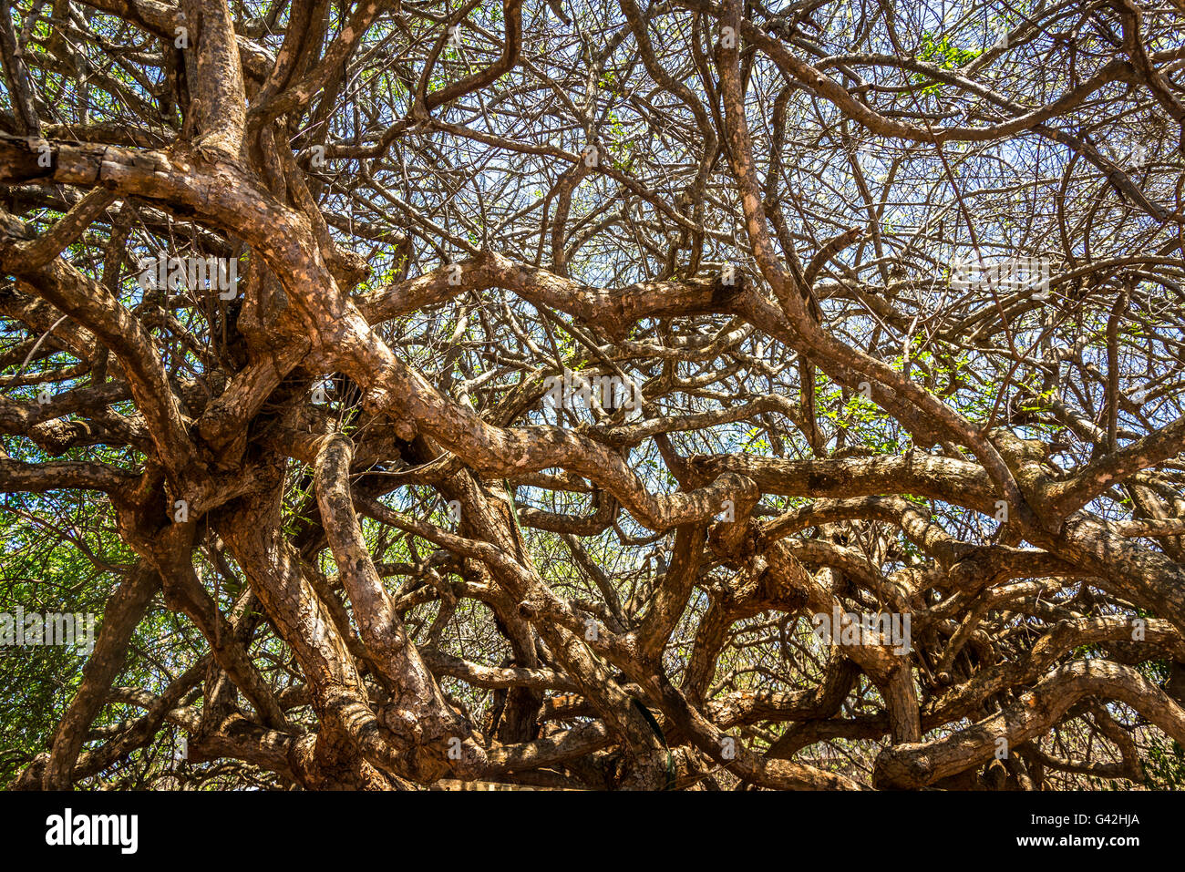 Brazil national tree hi-res stock photography and images - Alamy