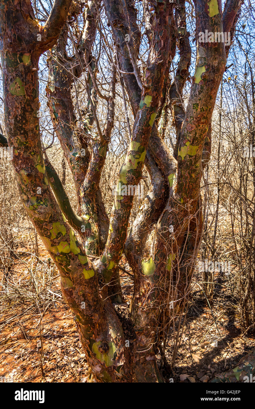 Umburana tree medicinal plant hi-res stock photography and images - Alamy