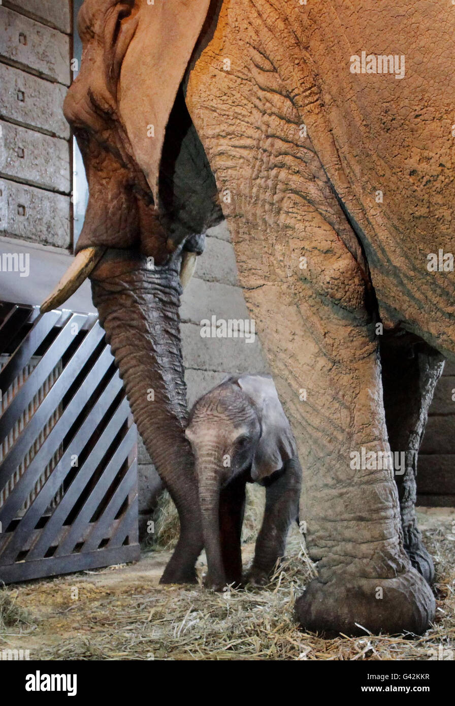 An African elephant calf with his mother Masa in their enclosure at ...