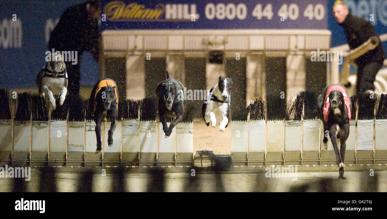 Greyhounds - Wimbledon Greyhound Stadium Stock Photo - Alamy