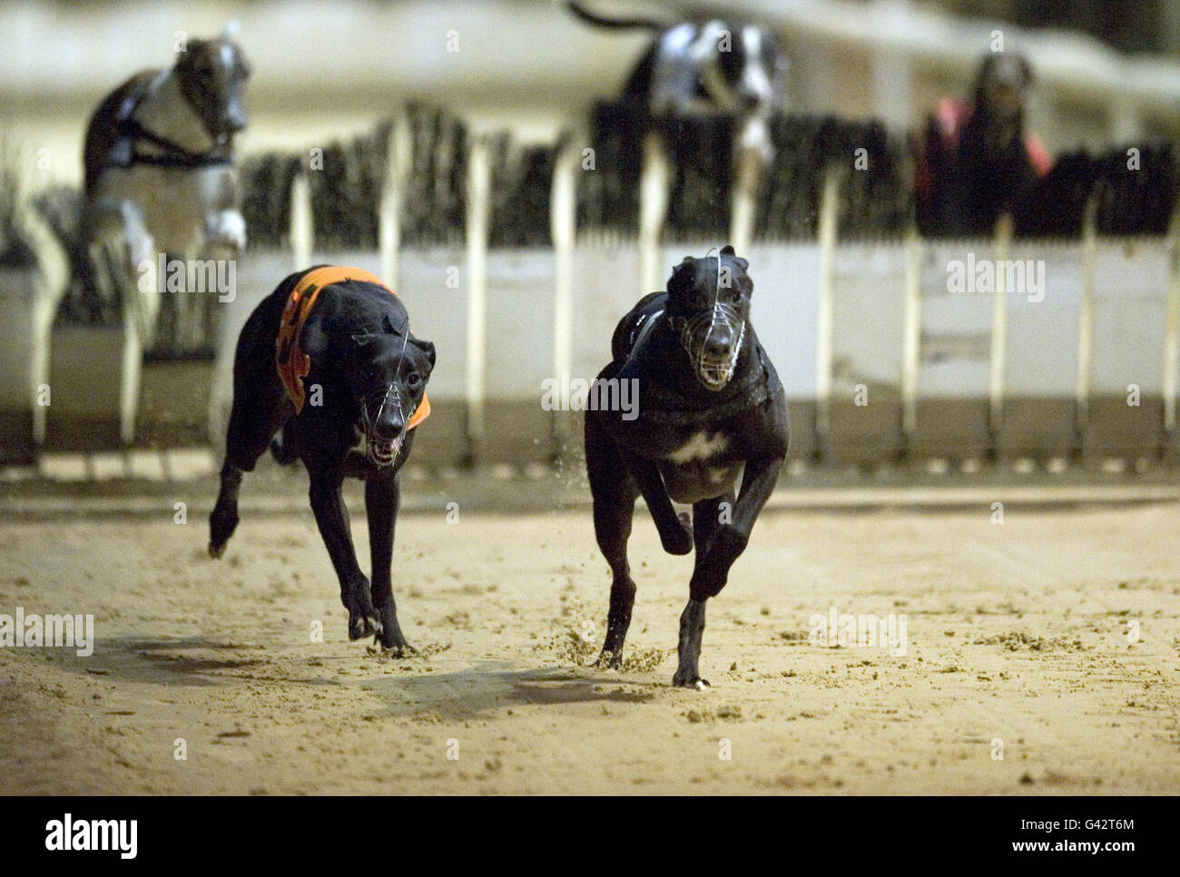 Greyhounds - Wimbledon Greyhound Stadium Stock Photo - Alamy