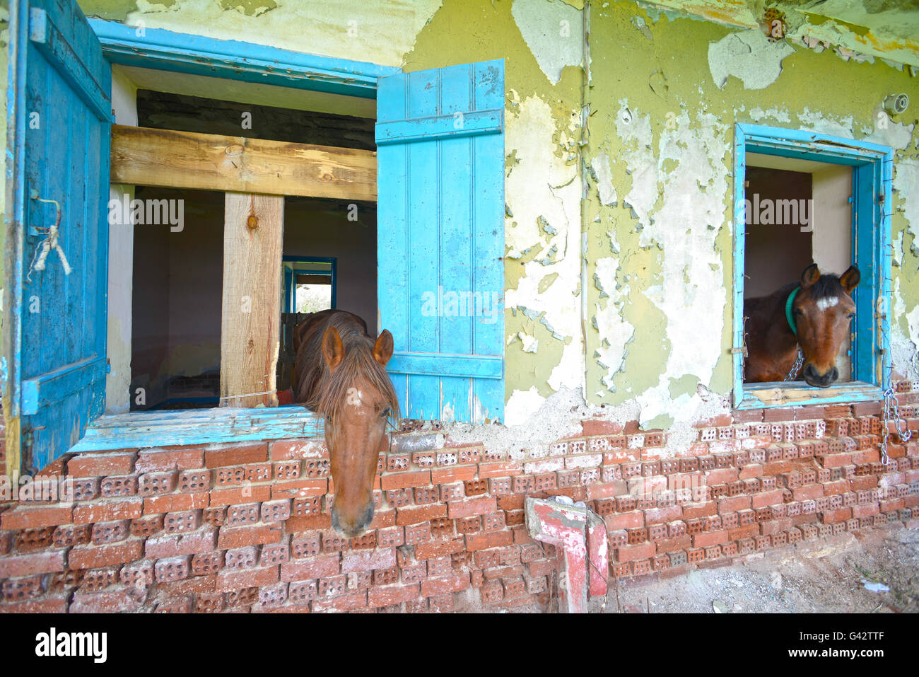 Horse in old stable at the island Lesvos, Greece Stock Photo - Alamy