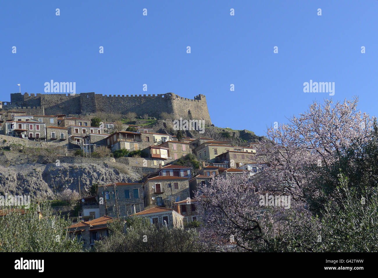 flowering spring tree with Molivos Castle in the background, Lesvos ...