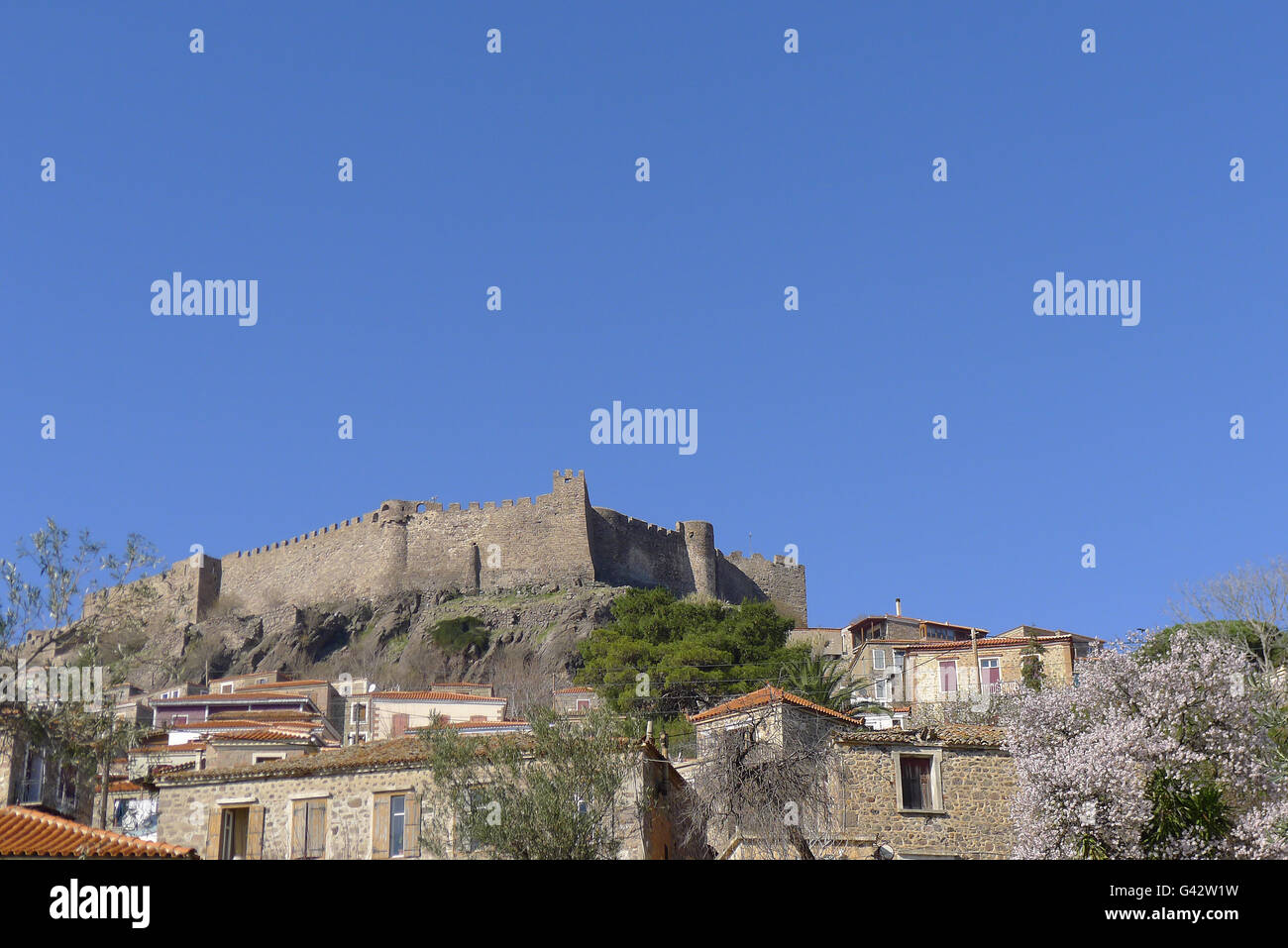 flowering spring tree with Molivos Castle in the background, Lesvos ...
