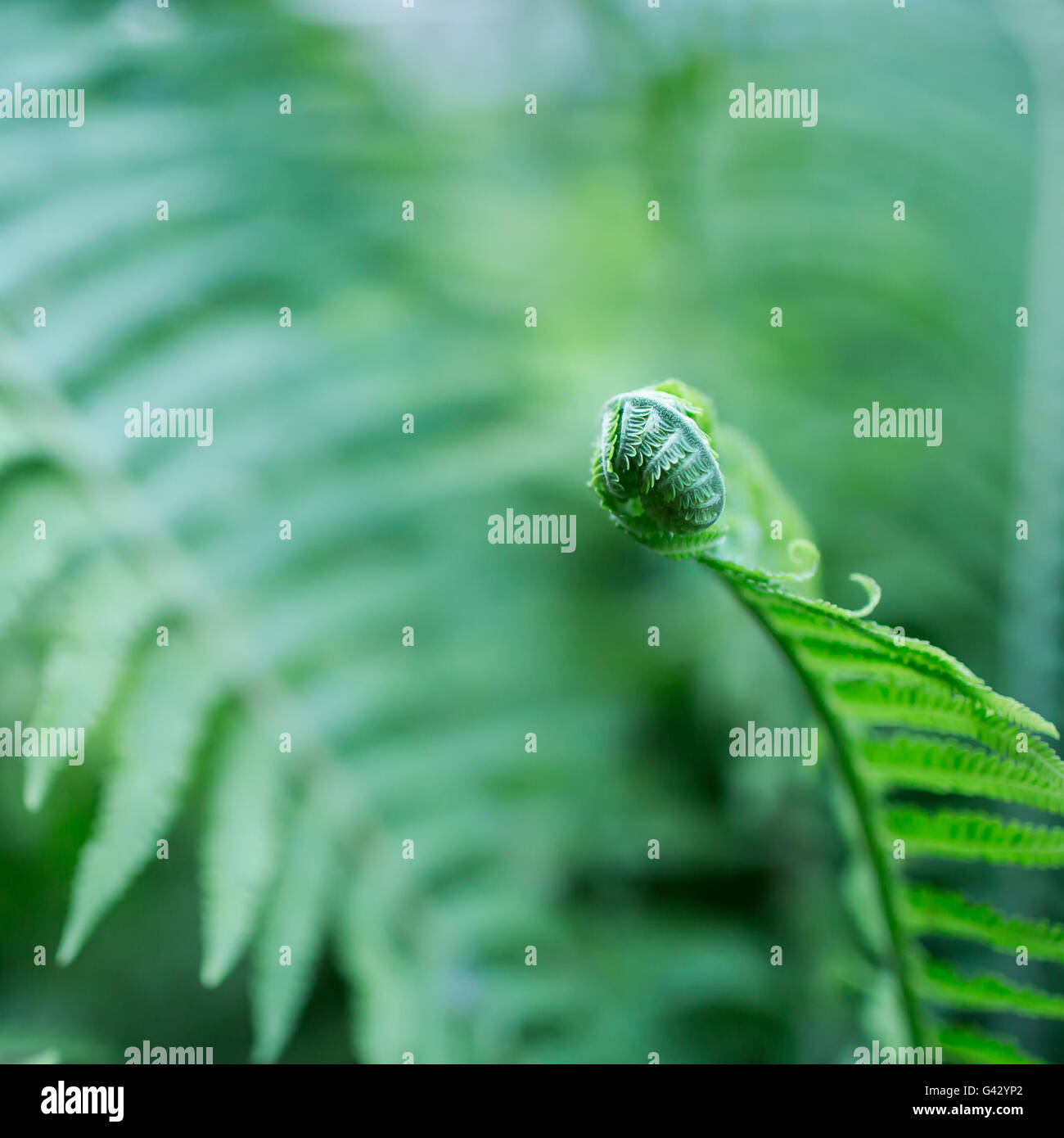 Curly fern leaf hi-res stock photography and images - Alamy