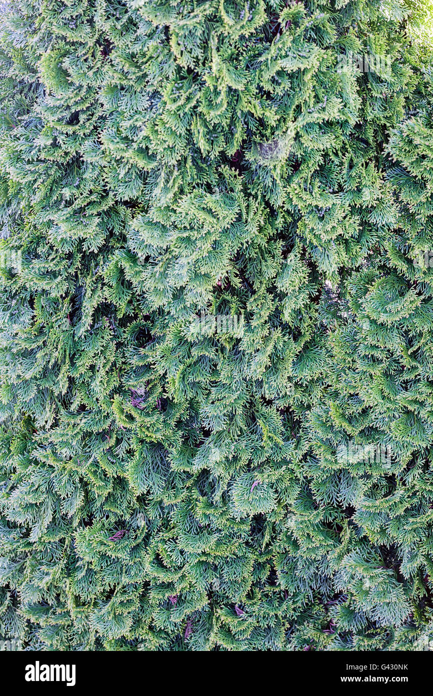 Closeup composition of evergreen tree on the sun Stock Photo - Alamy