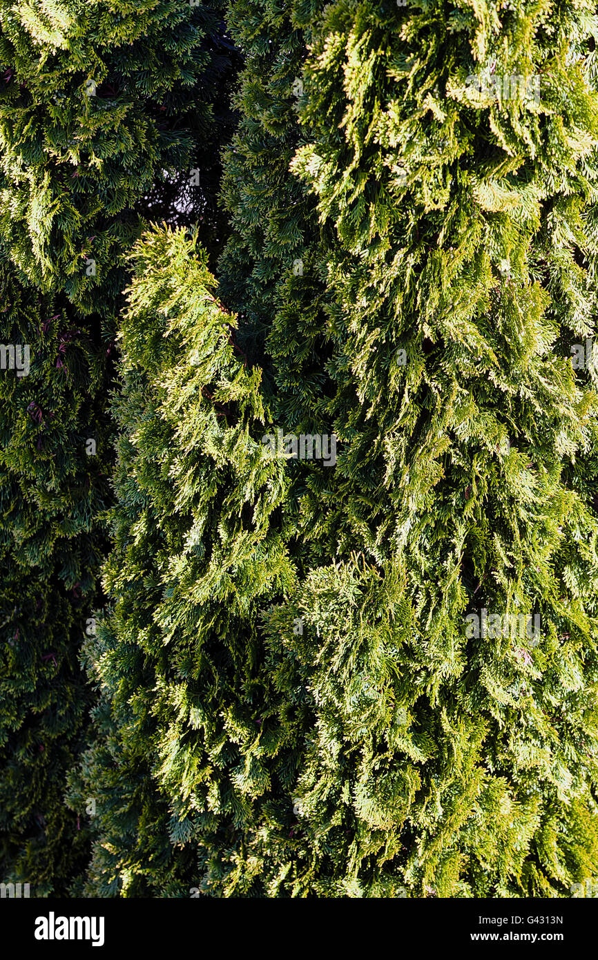 Closeup composition of evergreen tree on the sun Stock Photo - Alamy