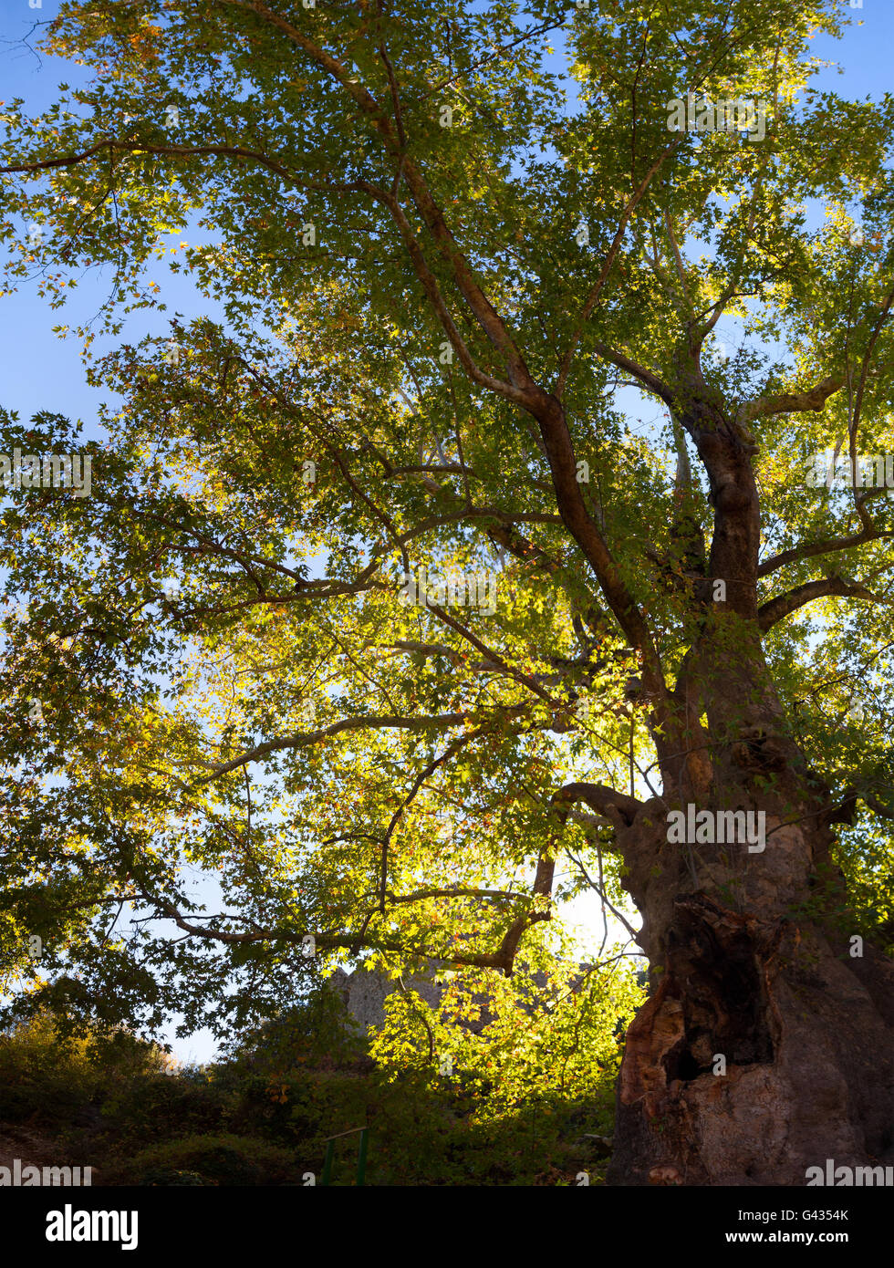 Old Tree In A Green Forest Stock Photo Alamy old-tree-in-a-green-forest-stock-photo-alamy