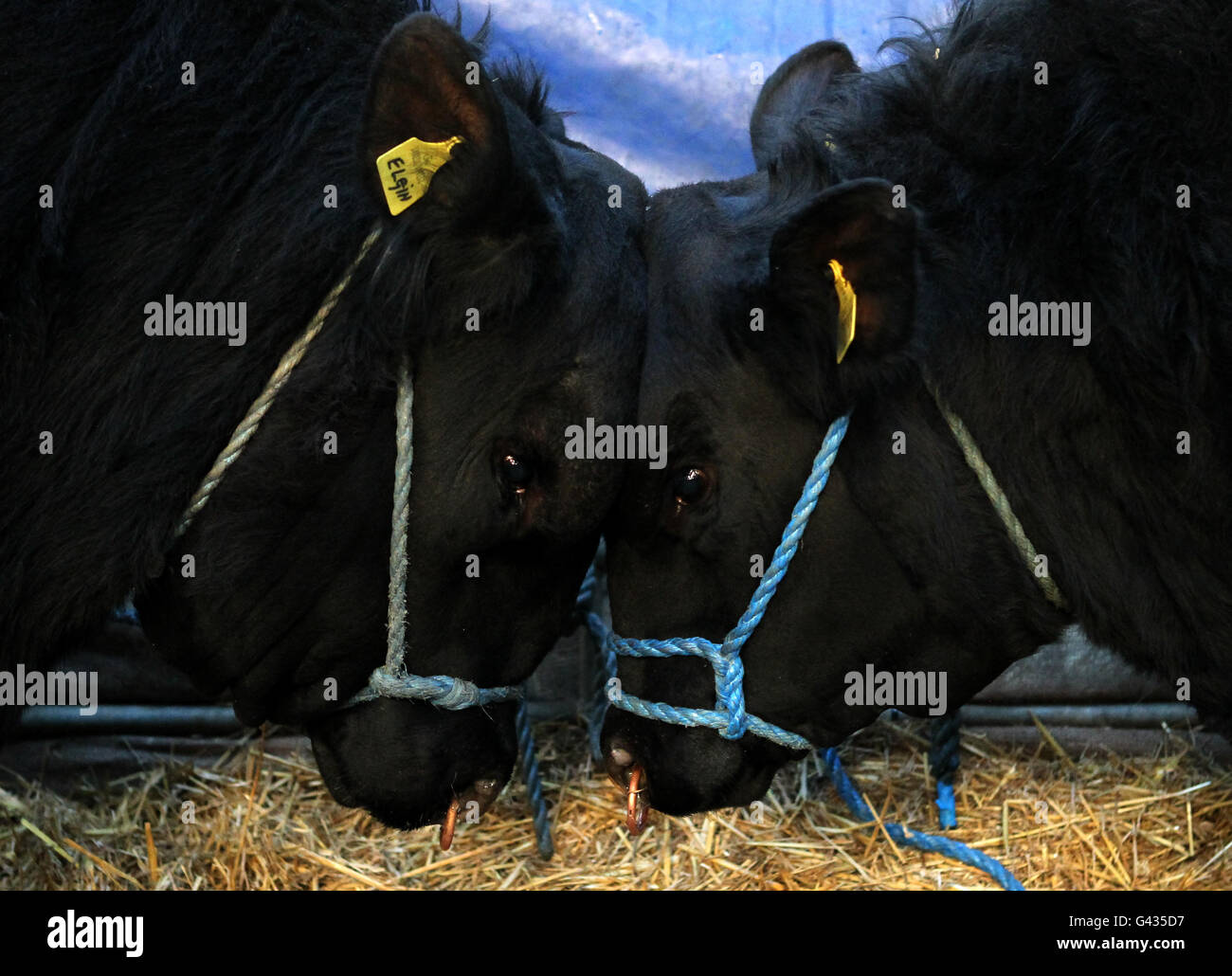 Aberdeen Angus bulls during the Perth Bull Sale held at United Auctions ...