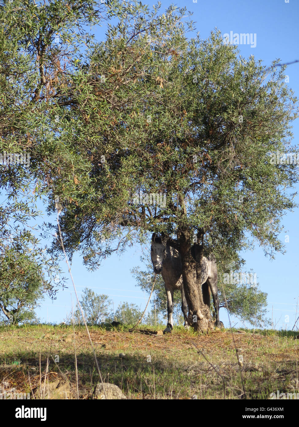Shade of the tree hi-res stock photography and images - Alamy