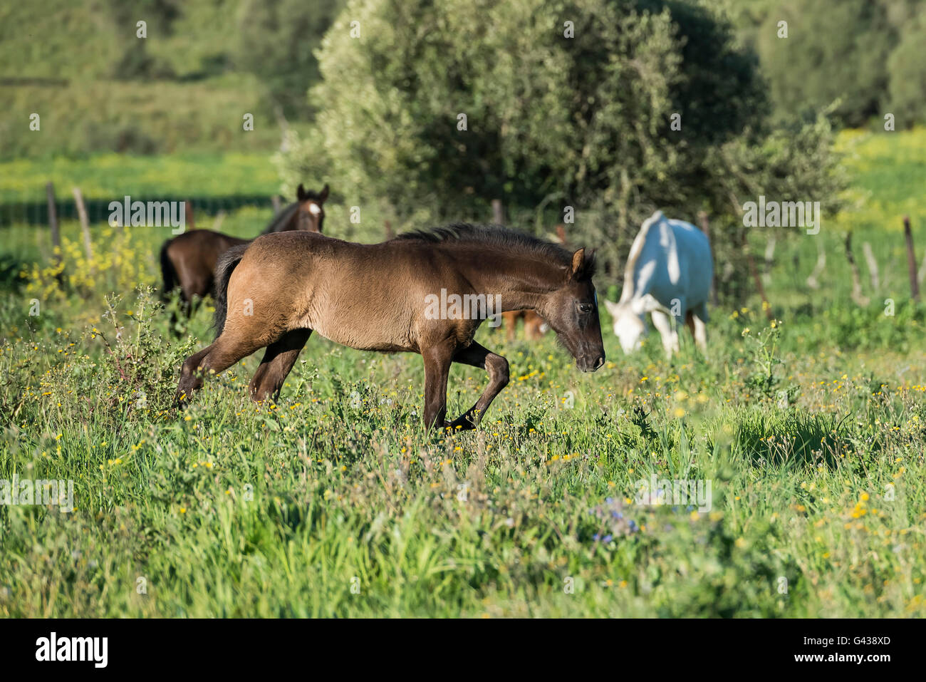 PRE Foals in Spain Stock Photo - Alamy