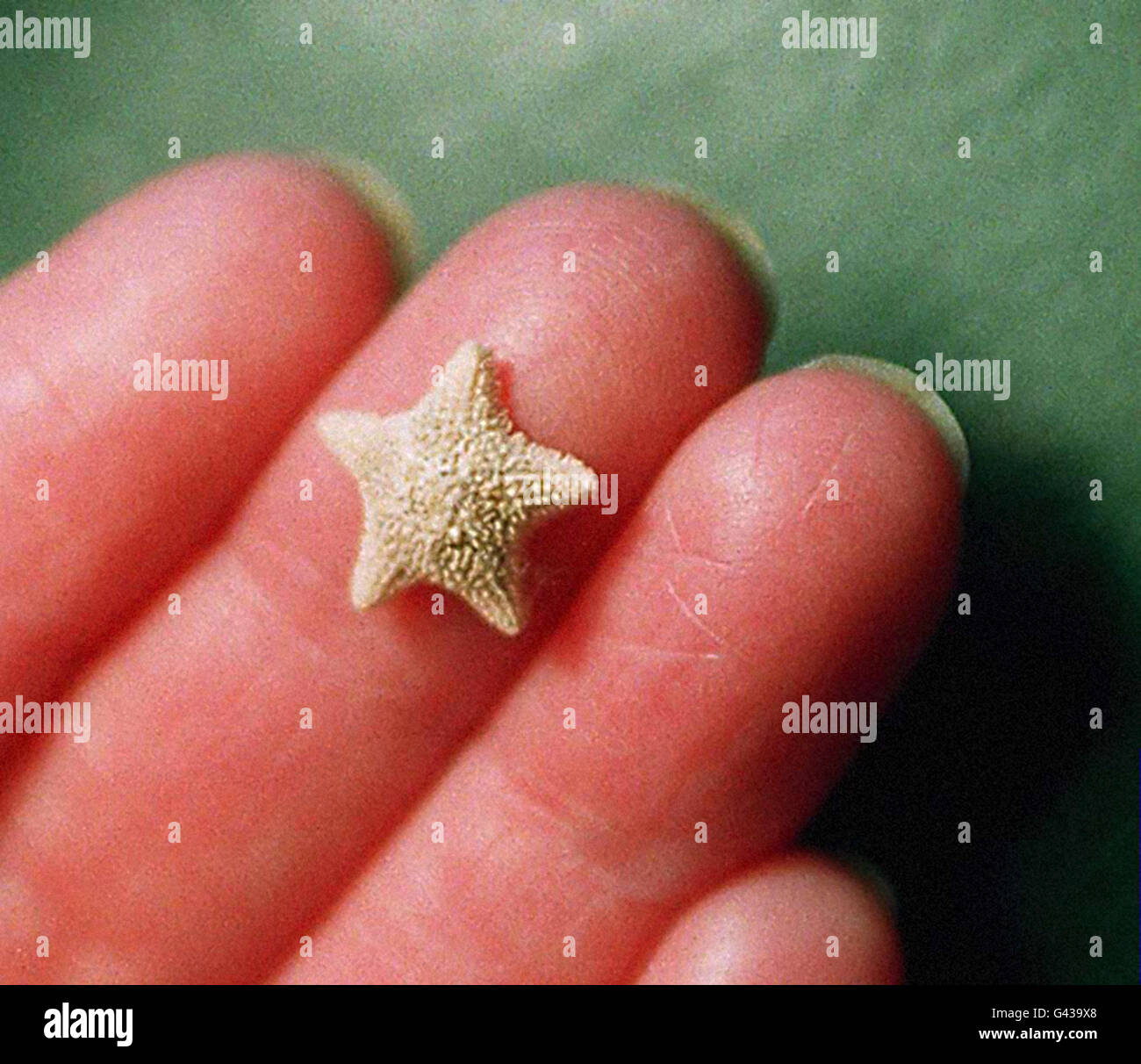 Smallest Starfish In The World