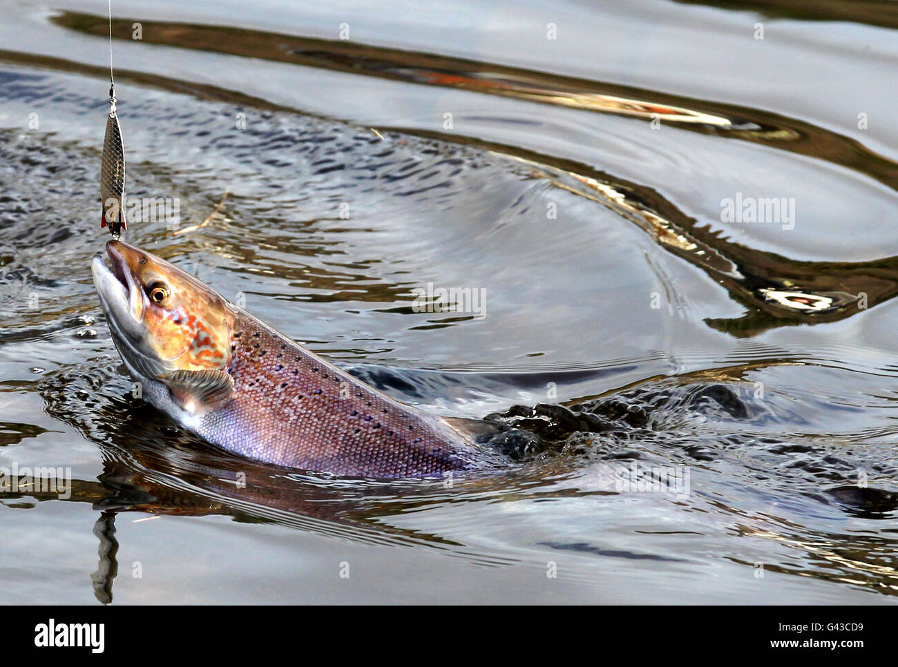 Salmon kelt hi-res stock photography and images - Alamy