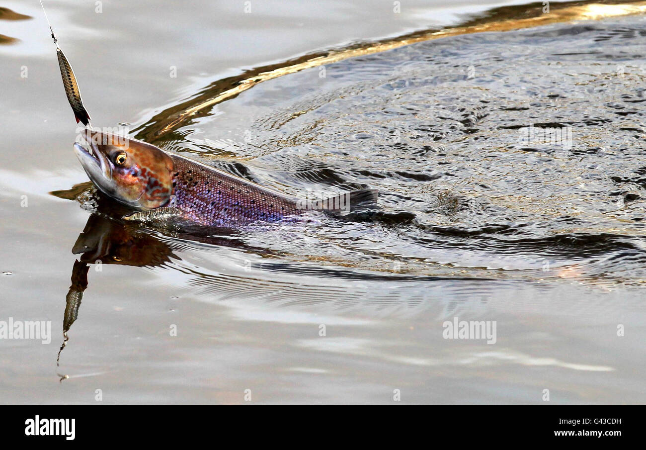 Salmon kelt hi-res stock photography and images - Alamy
