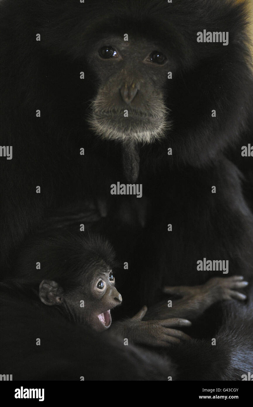 Siamang gibbon baby hi-res stock photography and images - Alamy