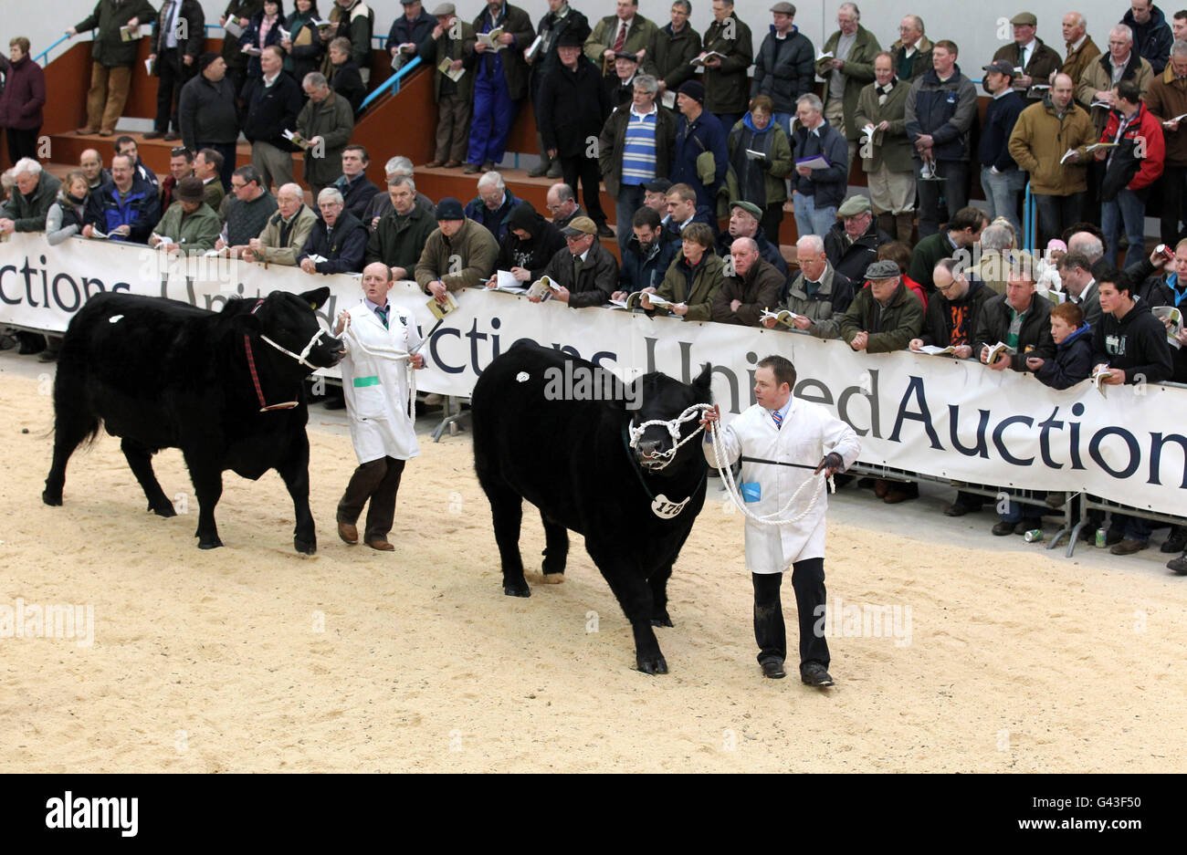 Farmers parade Aberdeen Angus bulls in the show ground during the Perth ...
