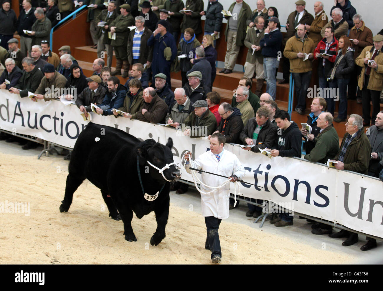 A farmer parades a Aberdeen Angus bull in the show ground during the ...