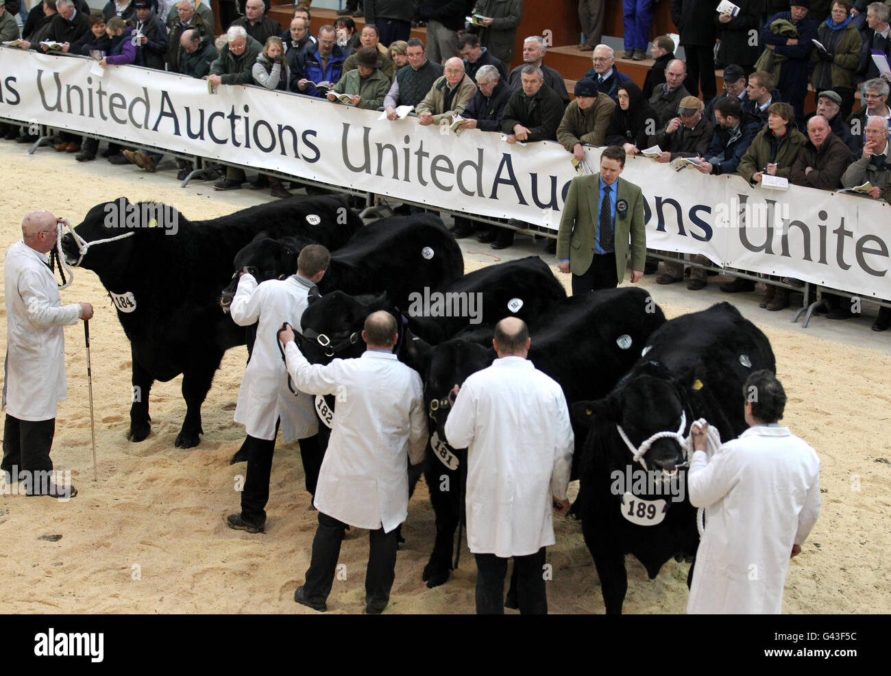 Perth Bull Sale Stock Photo - Alamy
