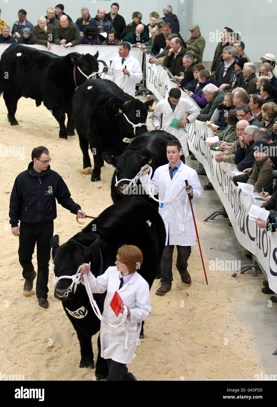 Farmers parade their Aberdeen Angus bulls in the show ground during the ...