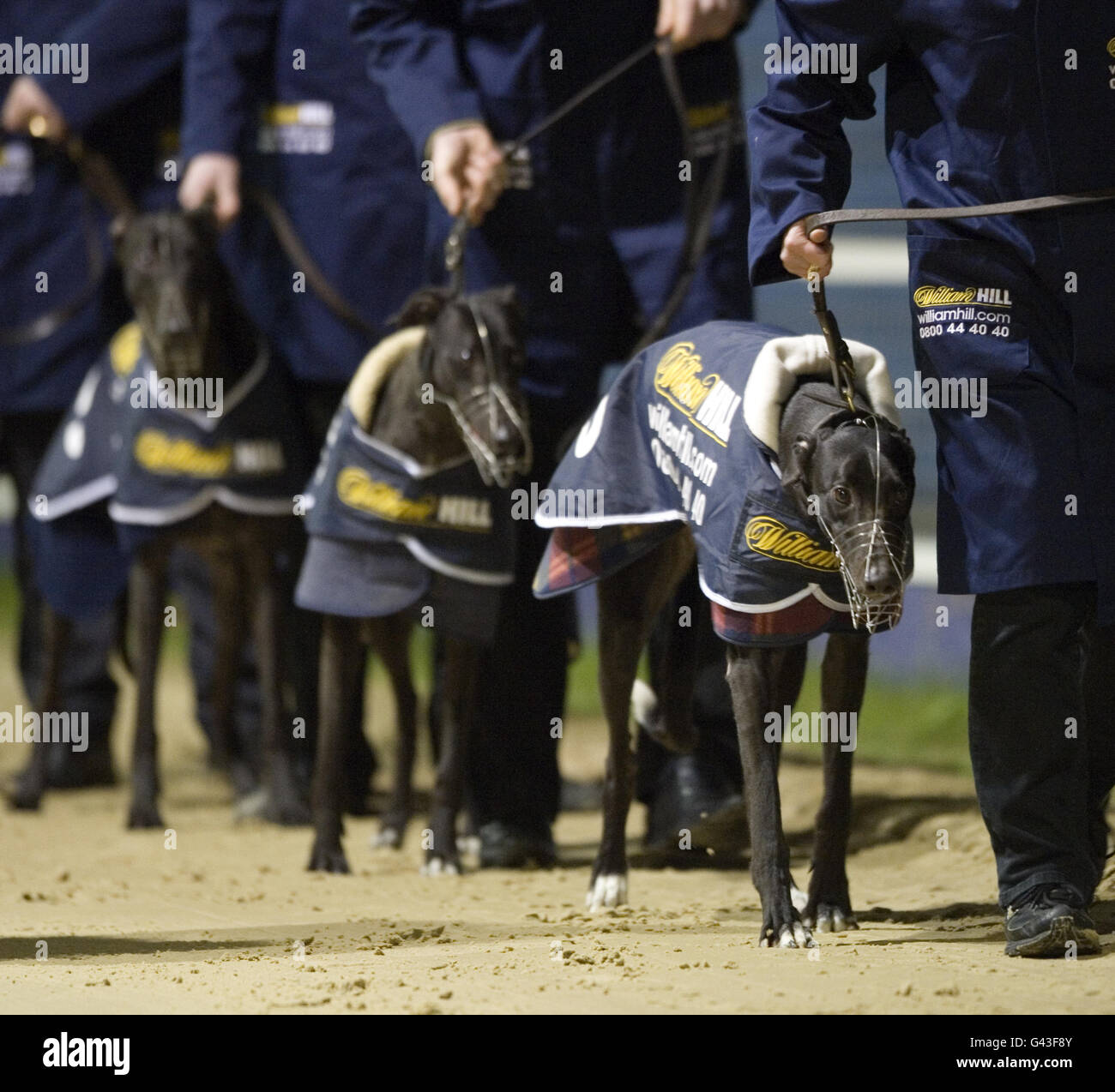 Greyhounds are paraded at Wimbledon greyhound stadium, London Stock ...