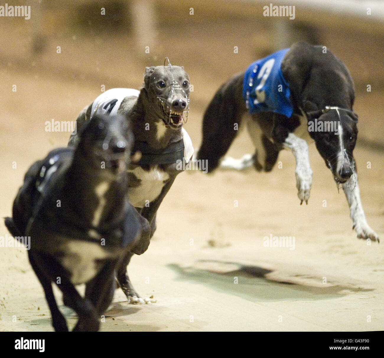Greyhounds - Wimbledon Greyhound Stadium Stock Photo - Alamy