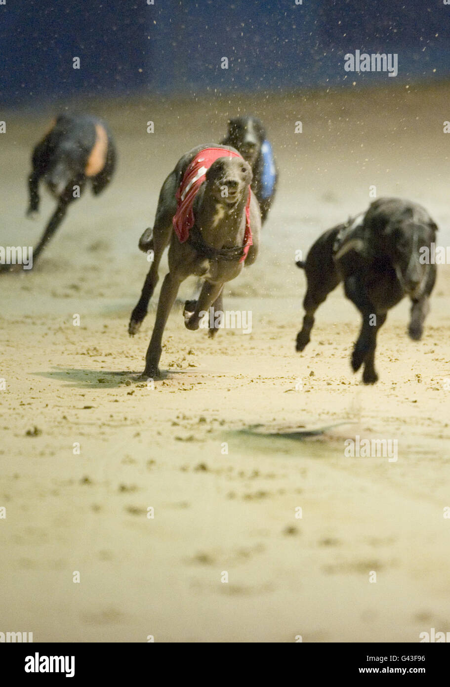 Greyhounds - Wimbledon Greyhound Stadium. Greyhound racing at Wimbledon ...