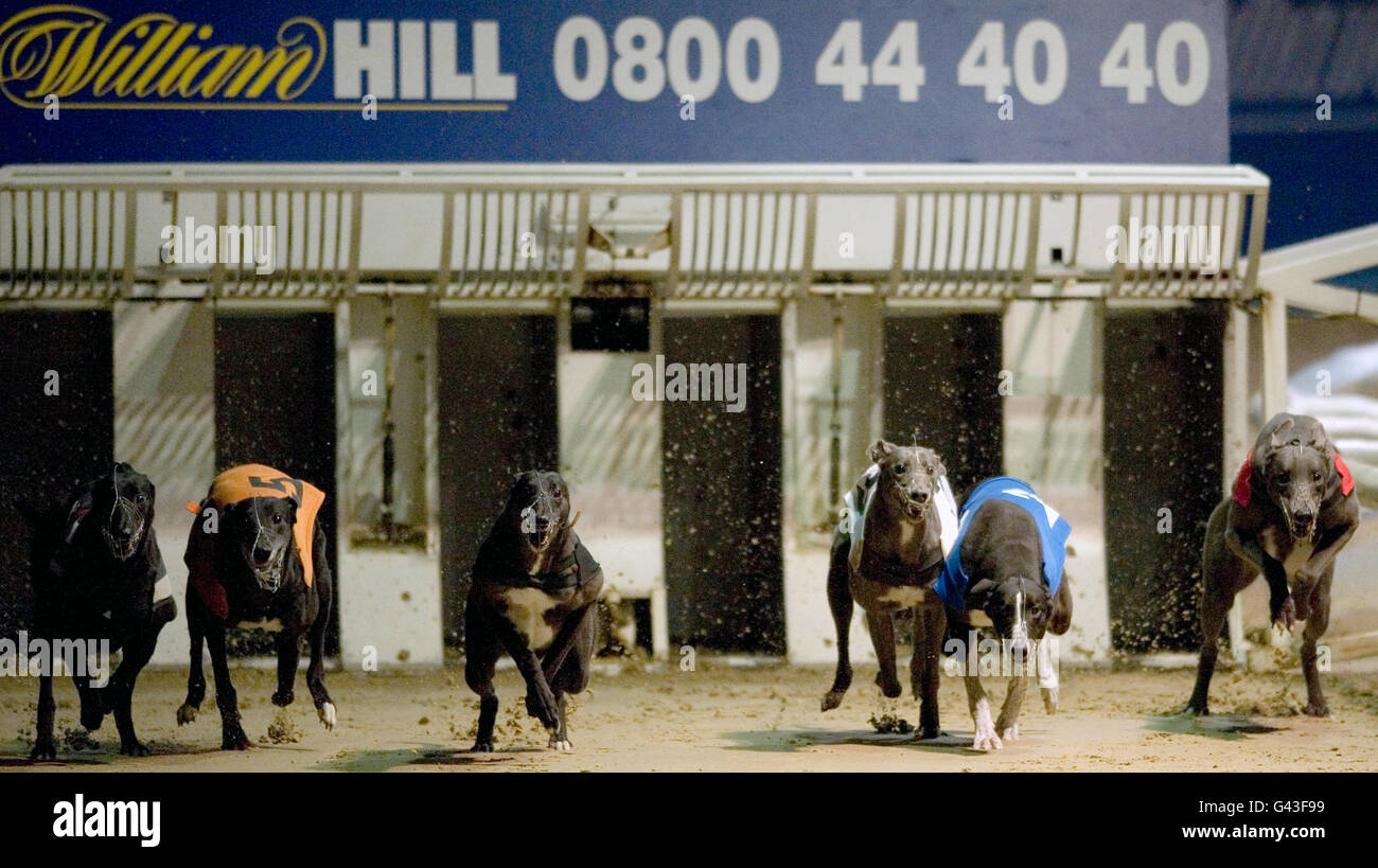 Greyhound racing at Wimbledon greyhound stadium, London Stock Photo - Alamy