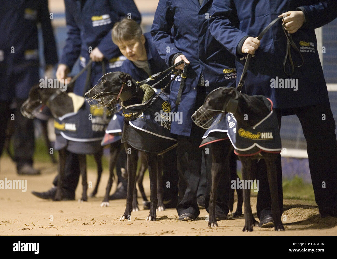 Greyhounds - Williamhill.com Springbok Final - Wimbledon Greyhound ...