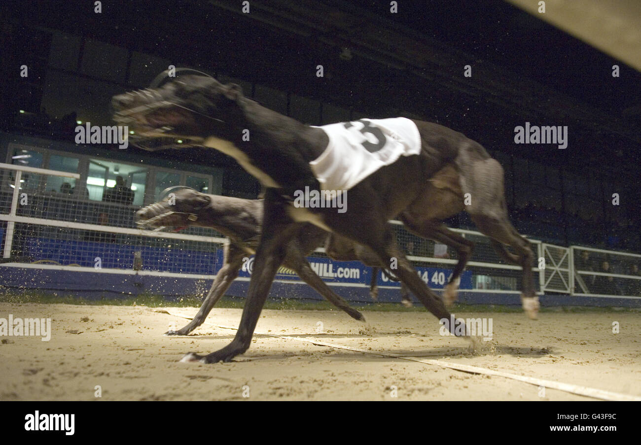 Greyhound racing at Wimbledon greyhound stadium, London Stock Photo - Alamy