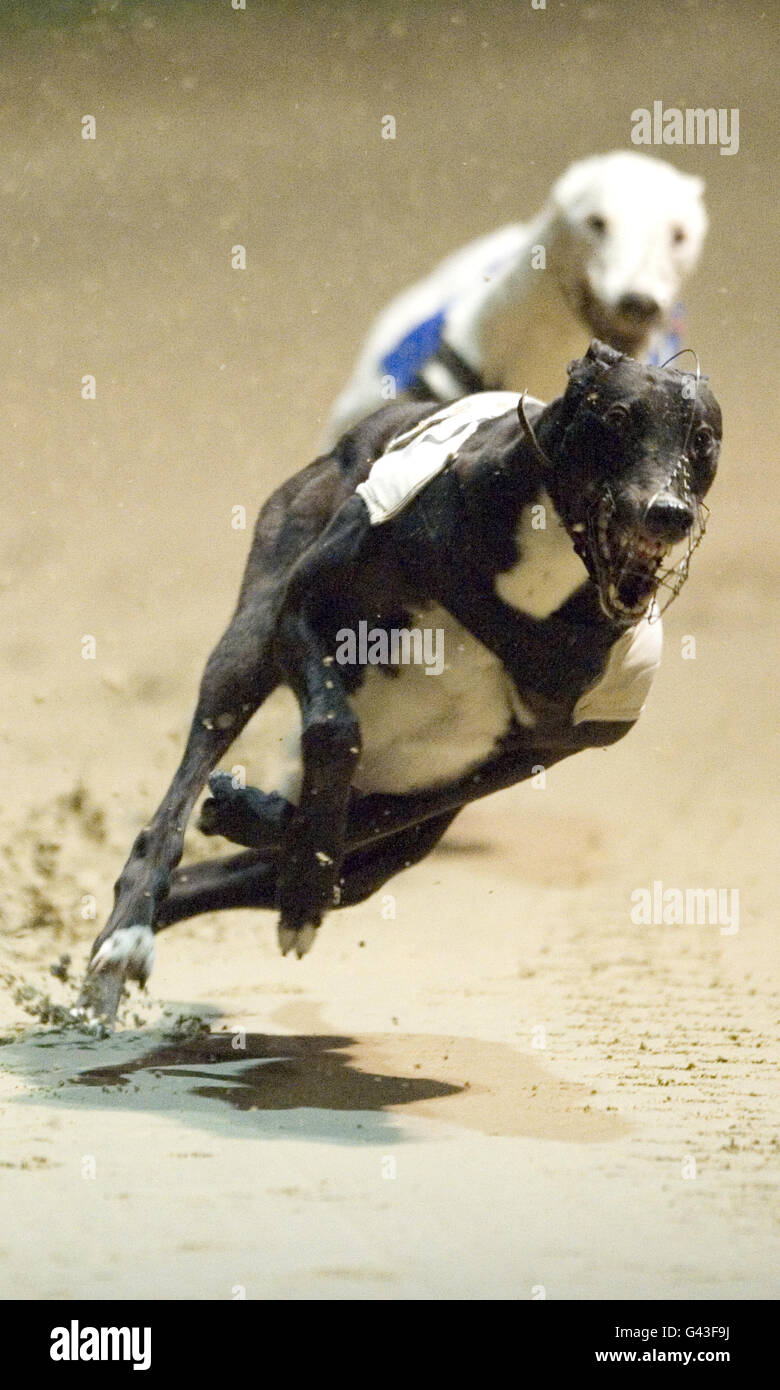Greyhounds - Wimbledon Greyhound Stadium Stock Photo - Alamy